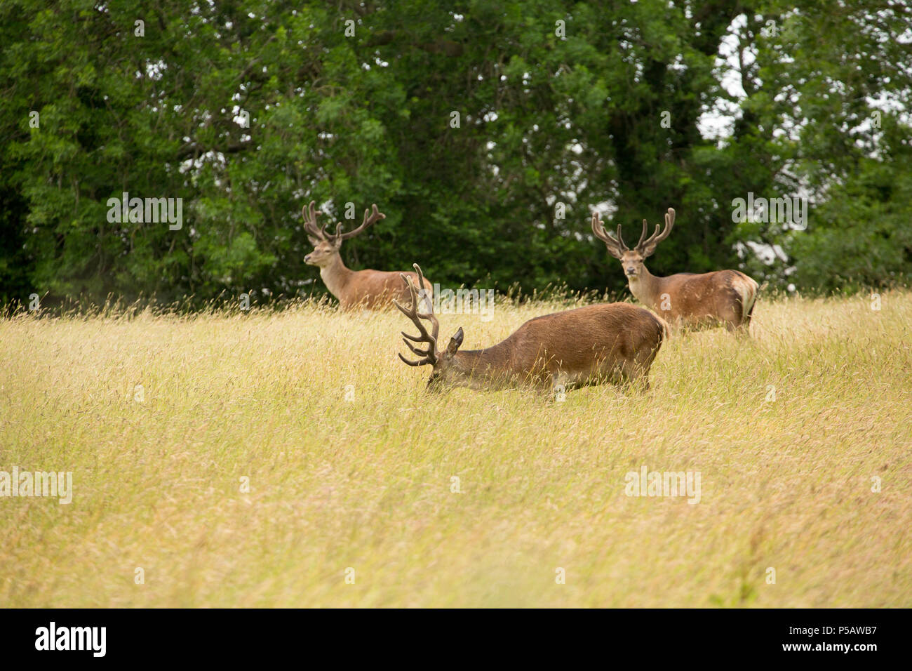 Red stag england velvet hi-res stock photography and images - Alamy