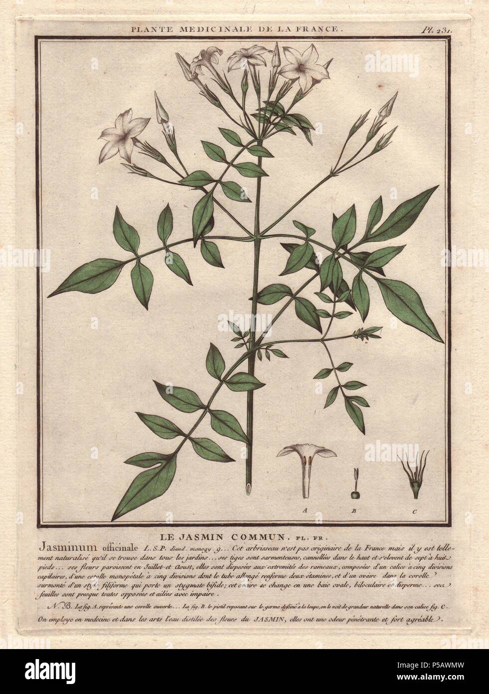 Plate jasmine flower edible hi-res stock photography and images - Alamy