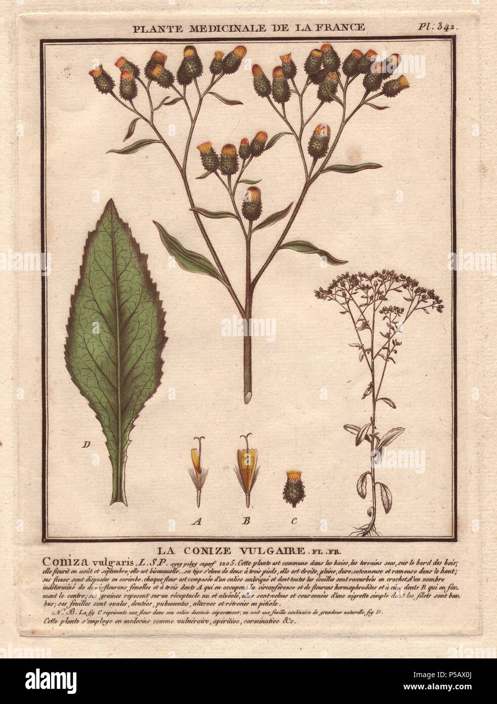 Jean baptiste francois pierre bulliard hi-res stock photography and ...