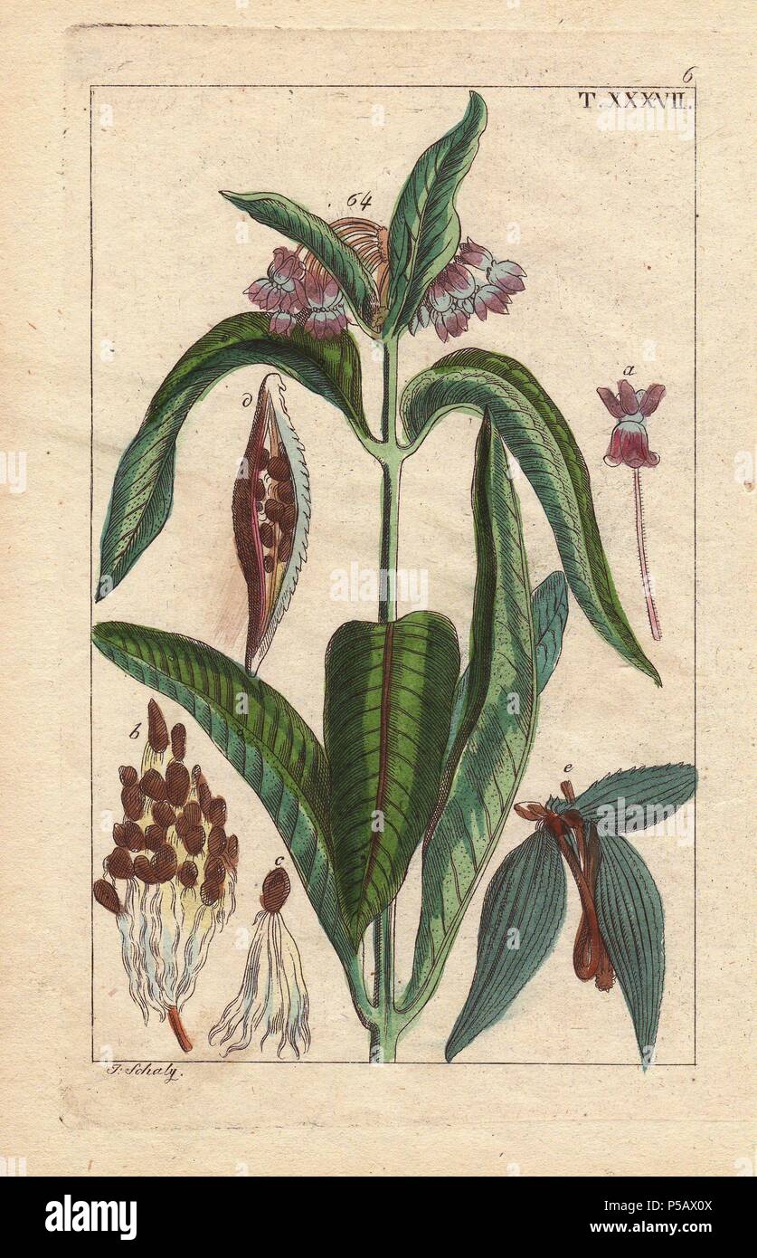 Swamp Milkweed Drawing