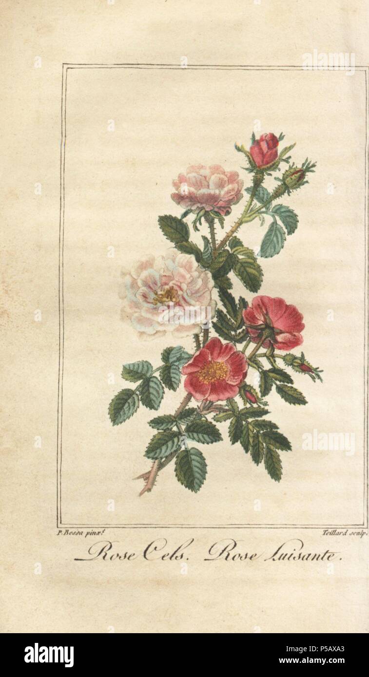 Damask rose, Rosa celsiana, and dog rose with shiny leaves, Rosa canina ...