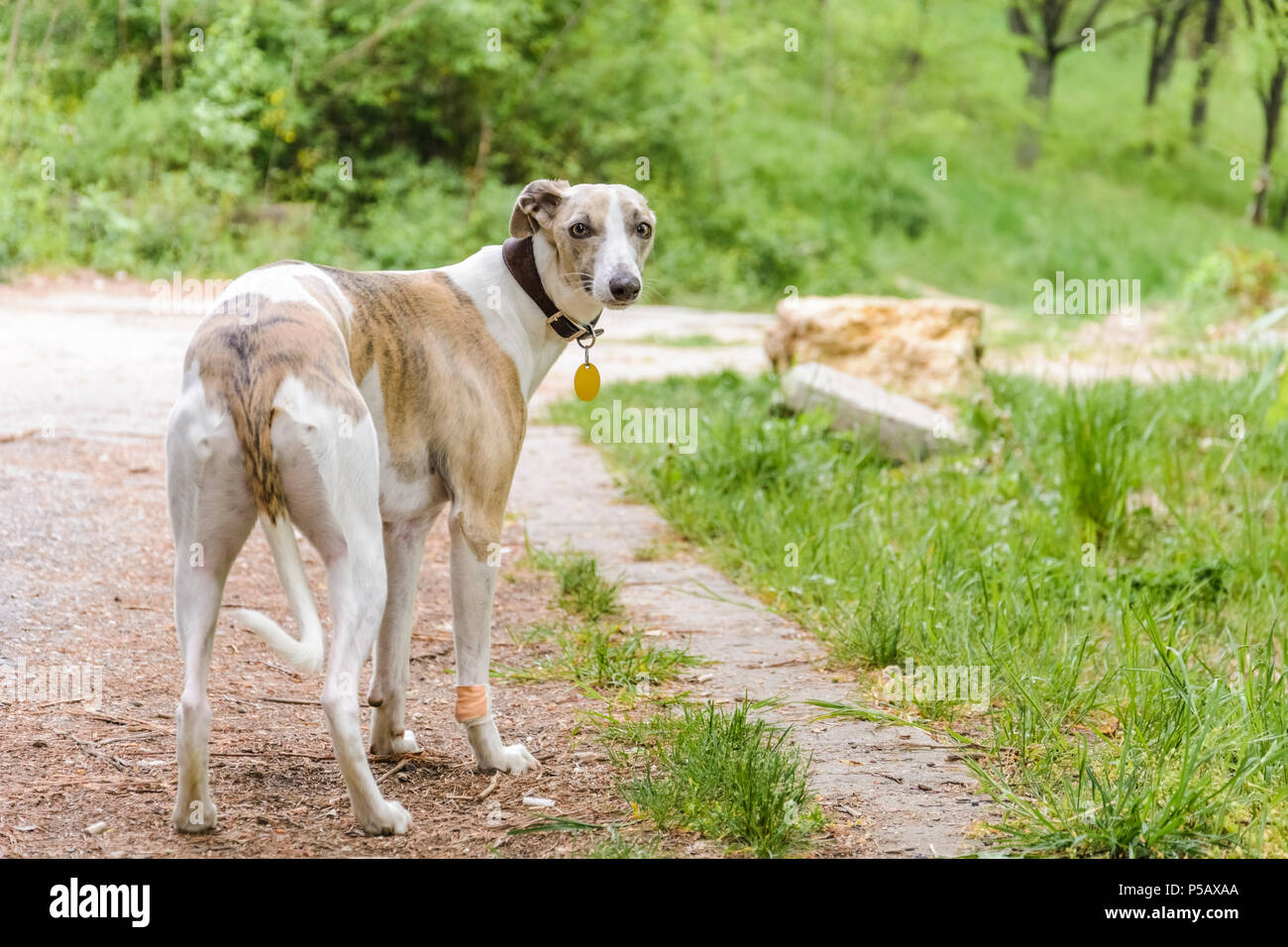 Whippet dog standing grass hi-res stock photography and images - Alamy