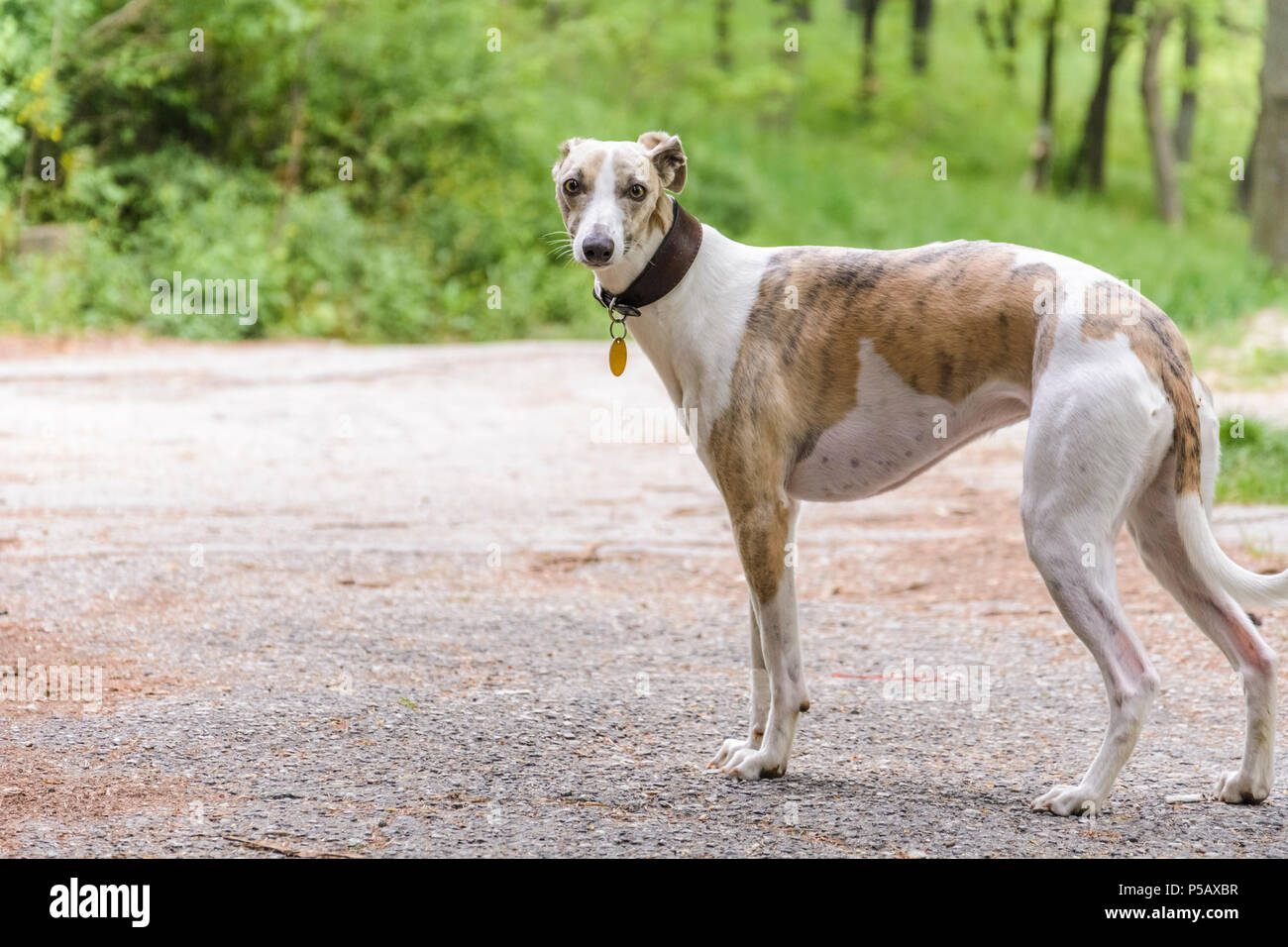 Whippet dog close up against blurry back ground Stock Photo - Alamy