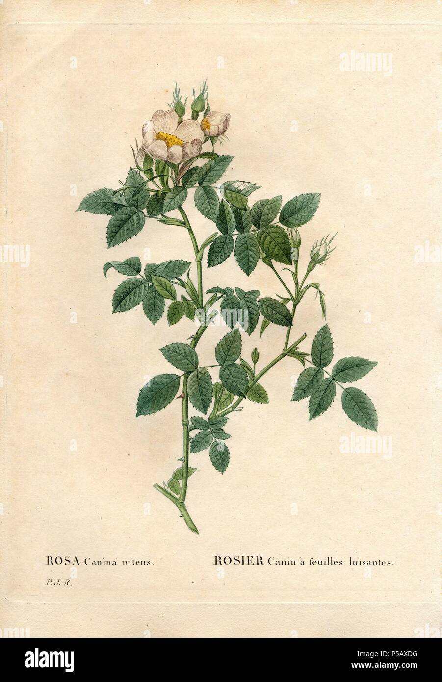 Empress josephine and dog hi-res stock photography and images - Alamy