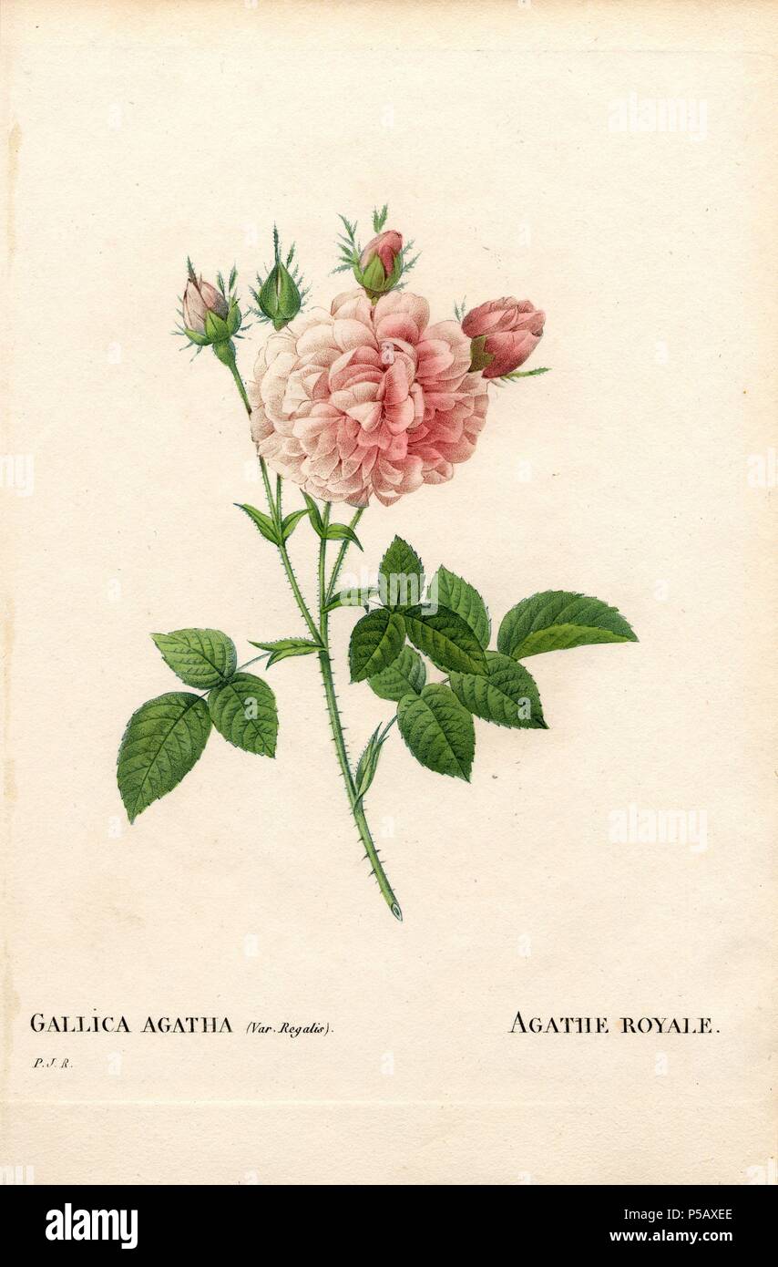 Agathe Royale rose, Rosa gallica variety. Handcoloured stipple ...