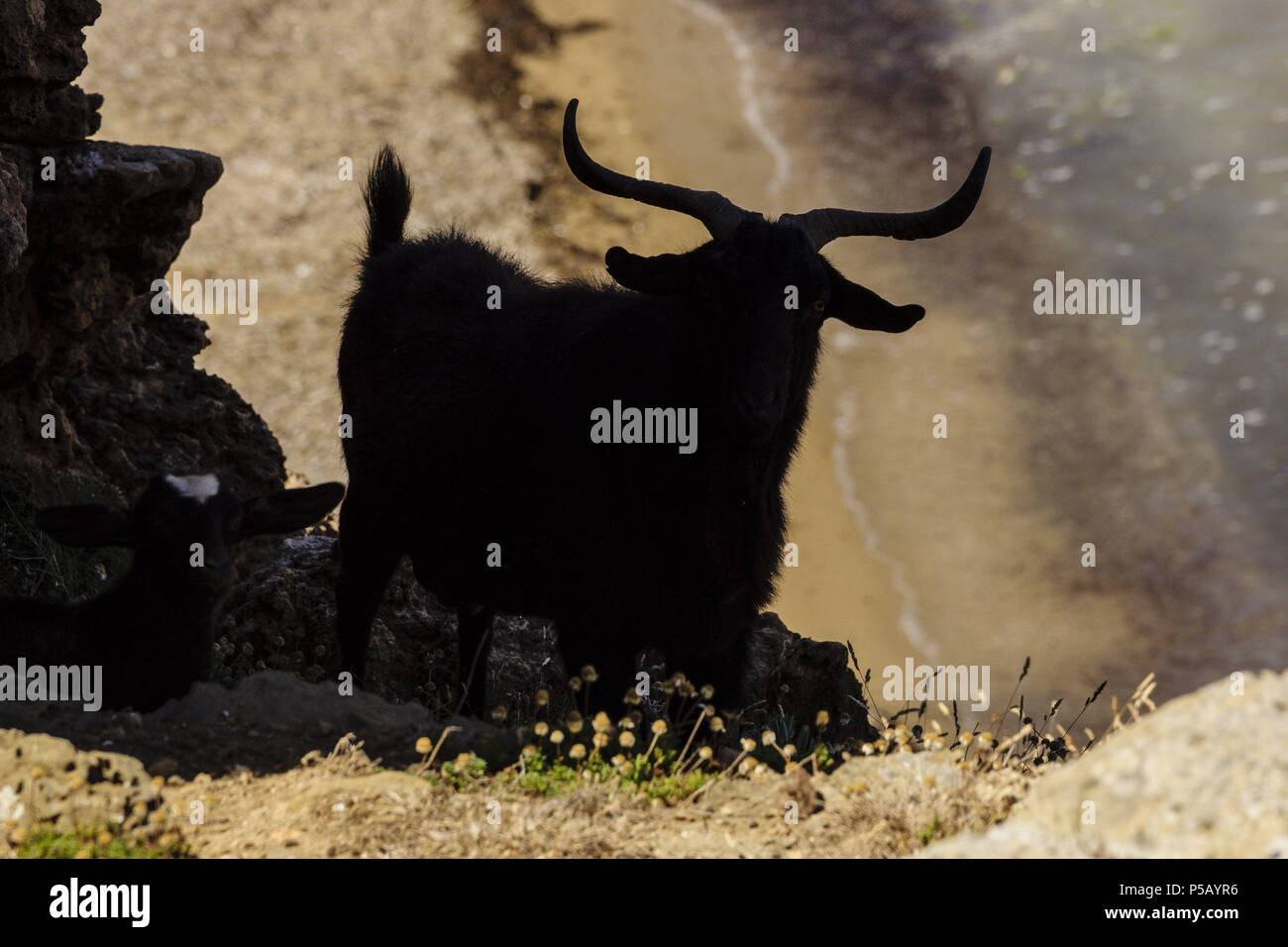 cabra cimarrona, Playa de Cala En Calderer, Ferreries, Menorca, Islas ...
