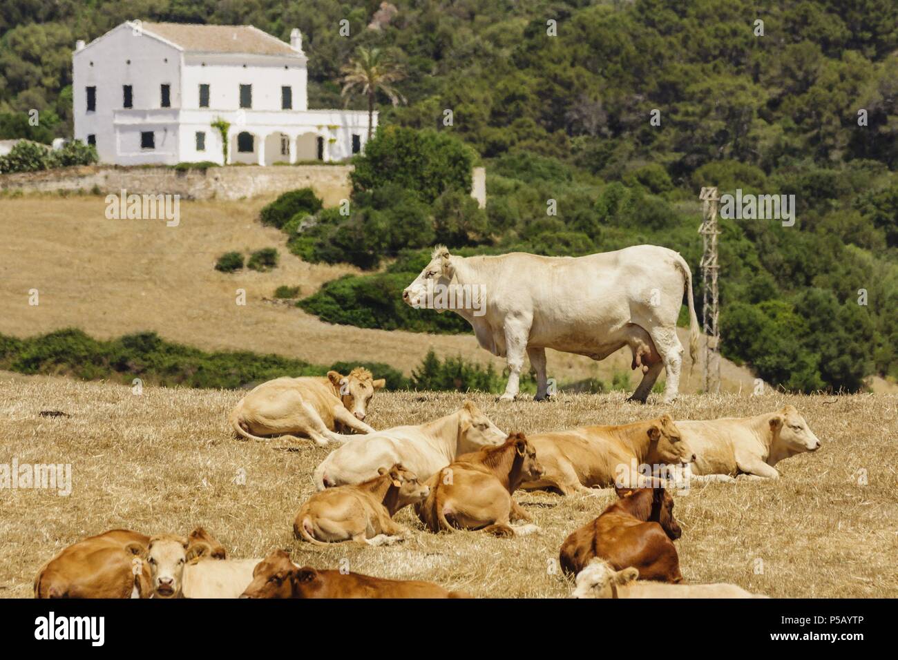 ganado para carne, Alaior, Menorca, Islas Baleares, españa, europa ...