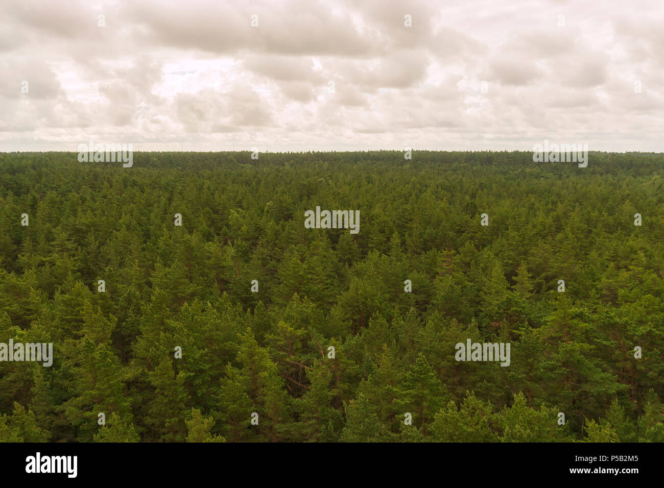 Pine forest to the horizon Stock Photo - Alamy