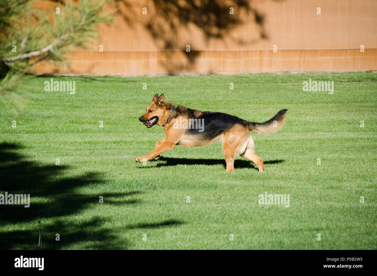 German shepherd dog running hi-res stock photography and images - Alamy