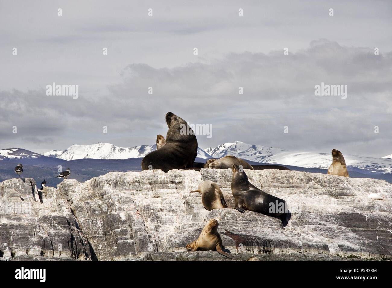 Argentine national seal hi-res stock photography and images - Alamy