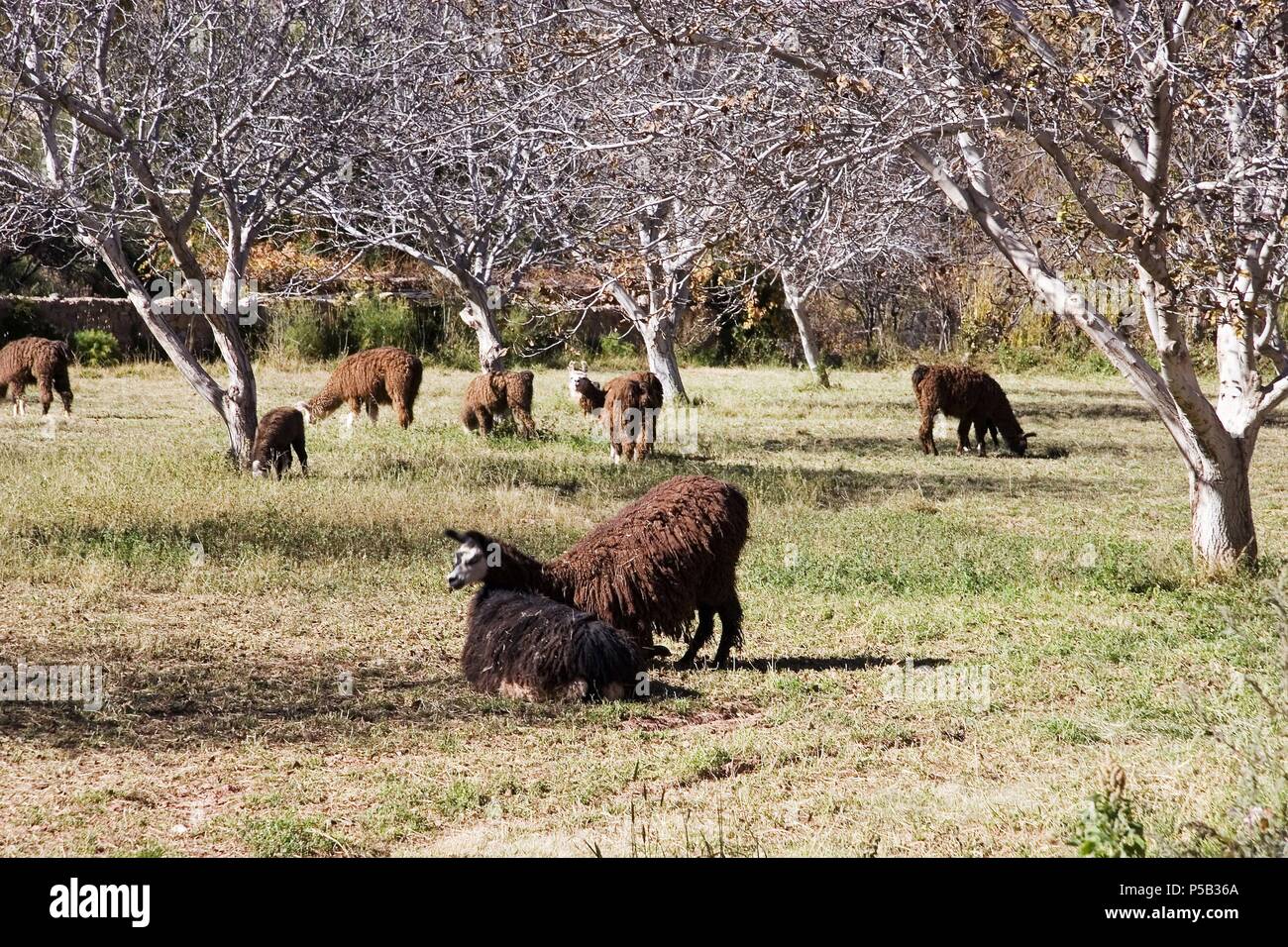 Quebrada de Humahuaca, llama Stock Photo - Alamy