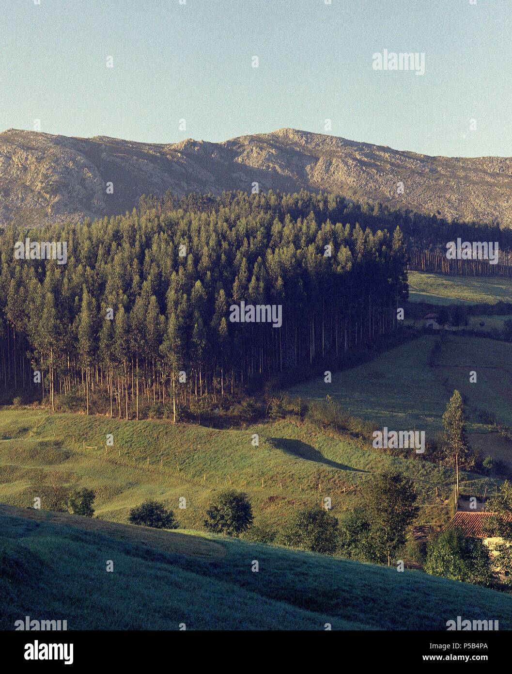 BOSQUE DE EUCALIPTUS. Location: EXTERIOR, CORRALES DE BUELNA, SPAIN ...
