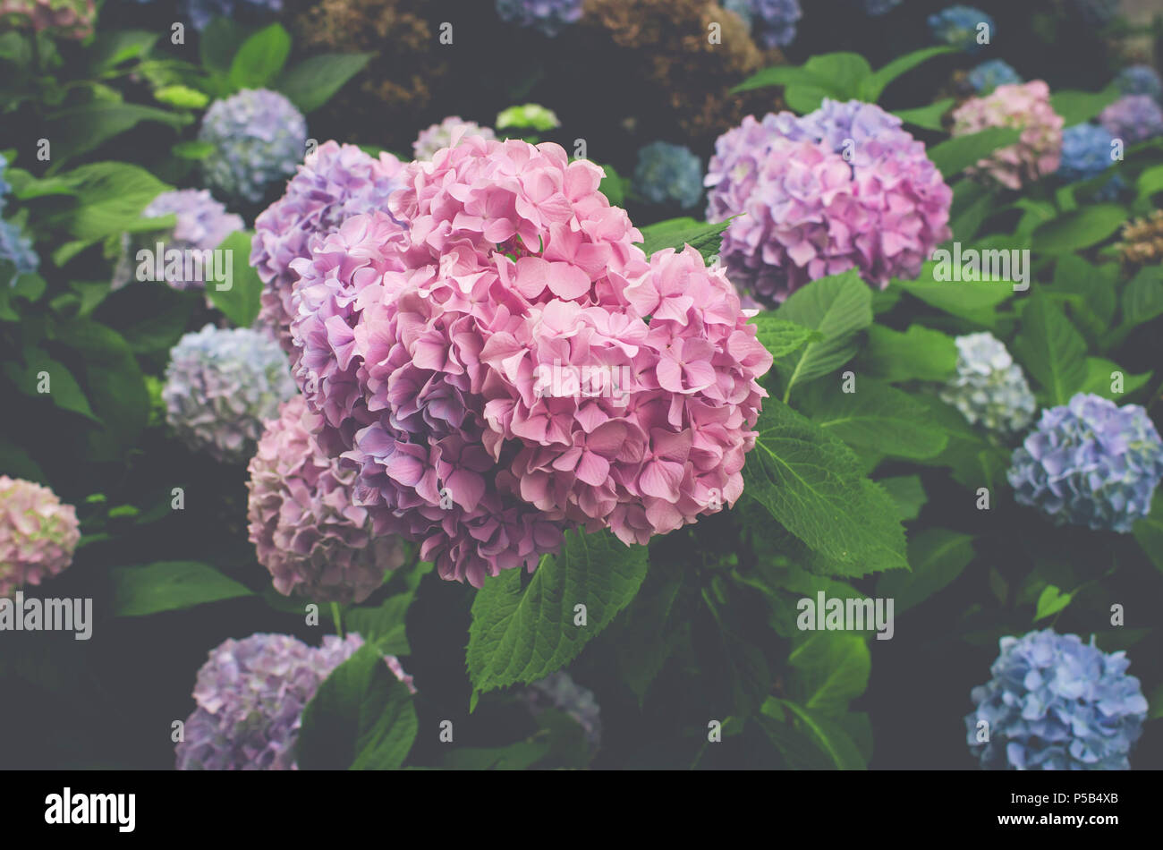 hydrangea flowering plants in bloom / springtime gardens Stock Photo ...