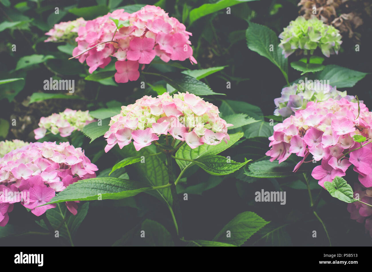 hydrangea flowering plants in bloom / springtime gardens Stock Photo ...
