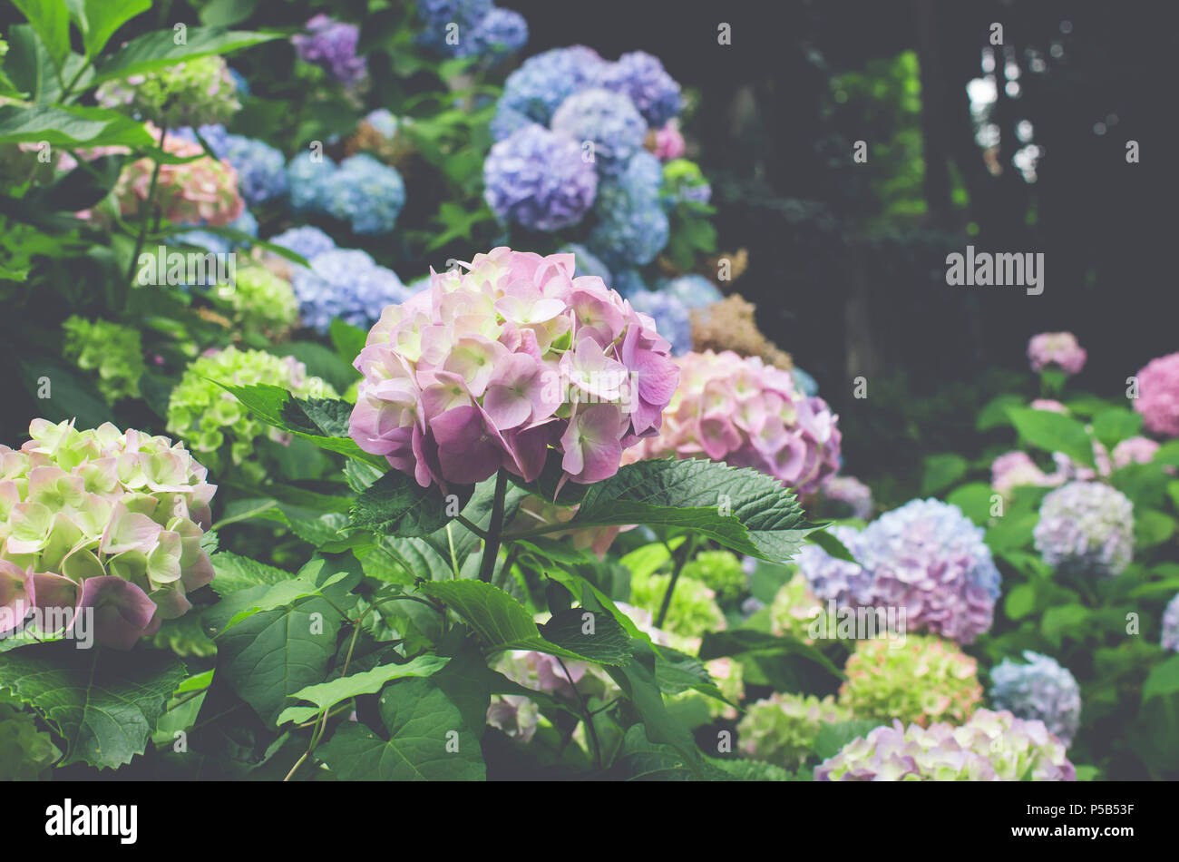 hydrangea flowering plants in bloom / springtime gardens Stock Photo ...