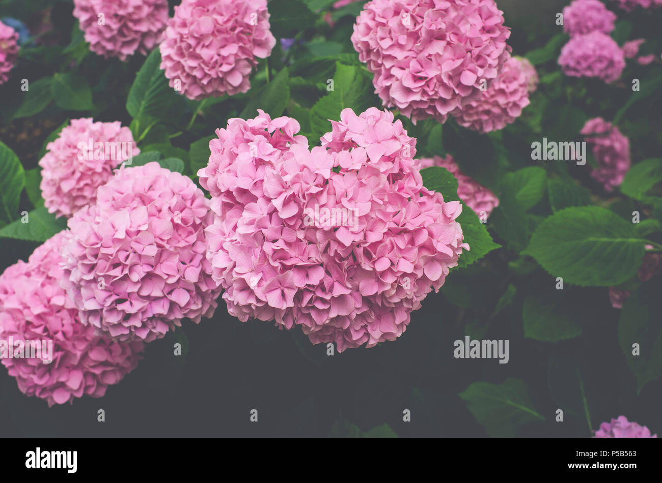 hydrangea flowering plants in bloom / springtime gardens Stock Photo ...