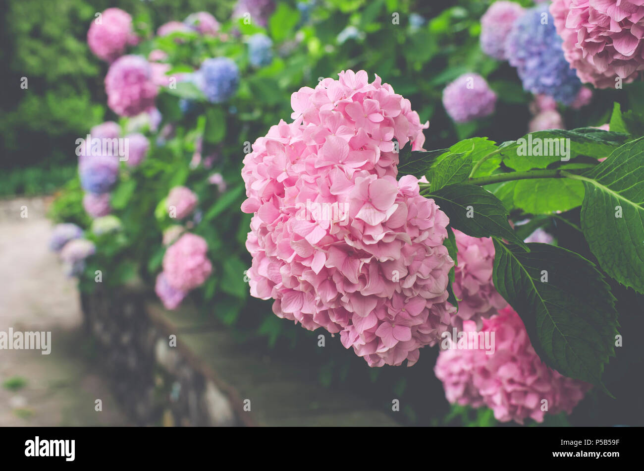 hydrangea flowering plants in bloom / springtime gardens Stock Photo ...