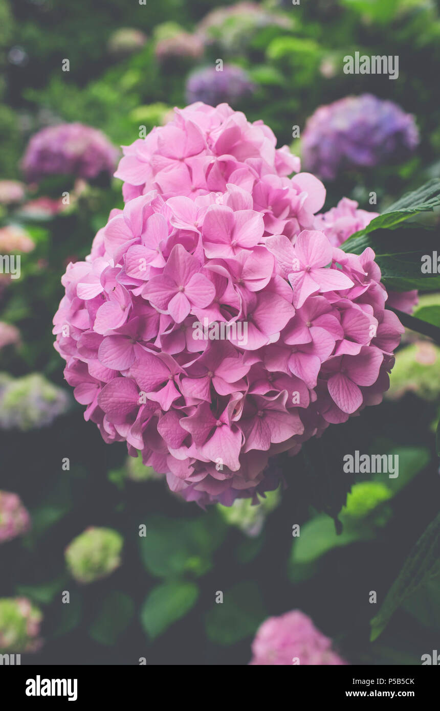 hydrangea flowering plants in bloom / springtime gardens Stock Photo ...
