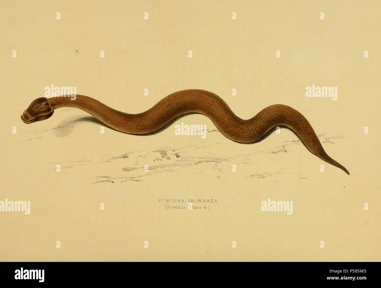 1872 n a english hi-res stock photography and images - Alamy