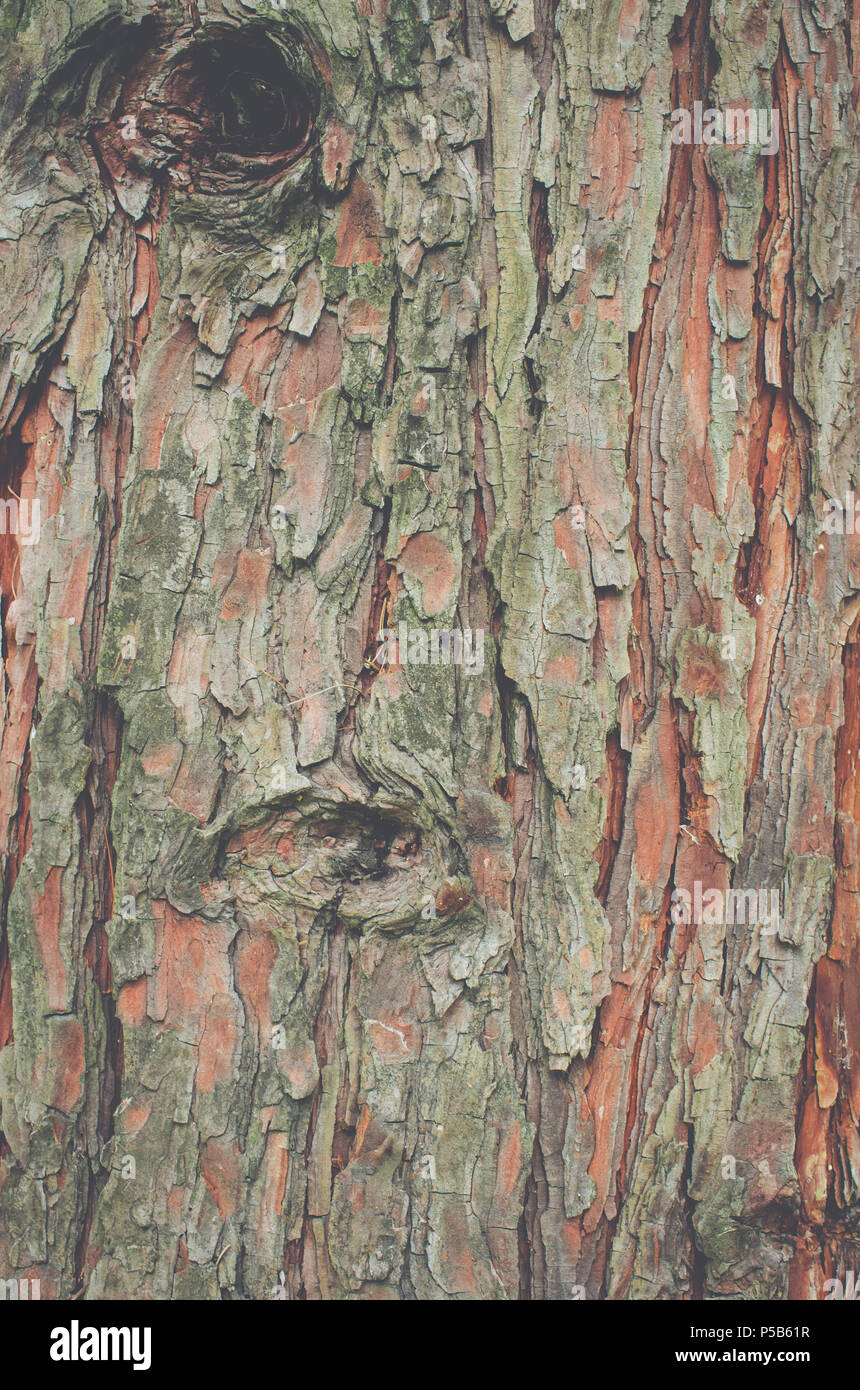 old coniferous tree bark backdrop Stock Photo - Alamy