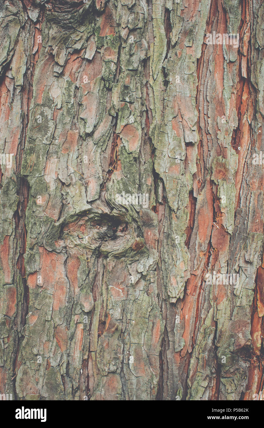 old coniferous tree bark backdrop Stock Photo - Alamy