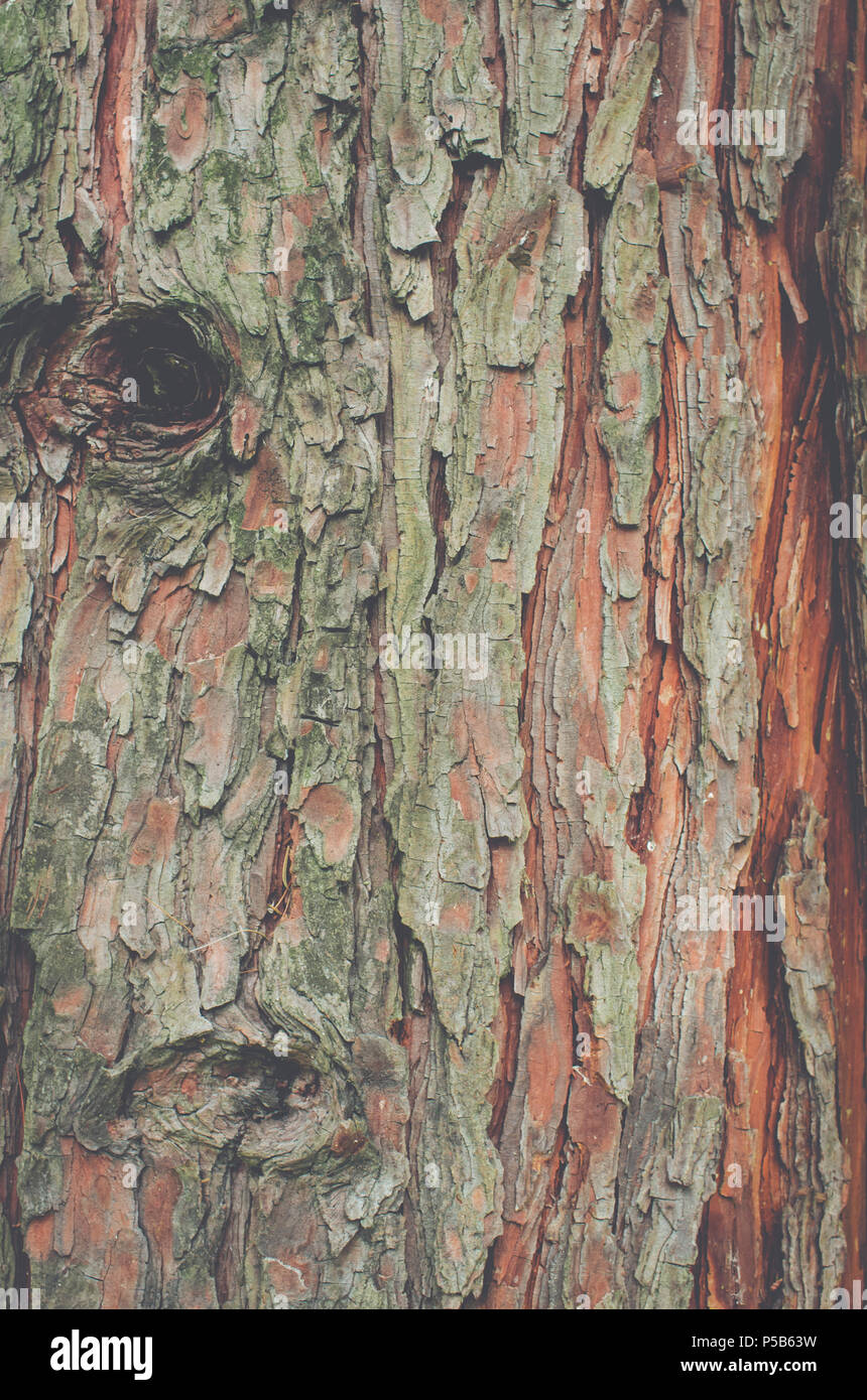 old coniferous tree bark backdrop Stock Photo - Alamy