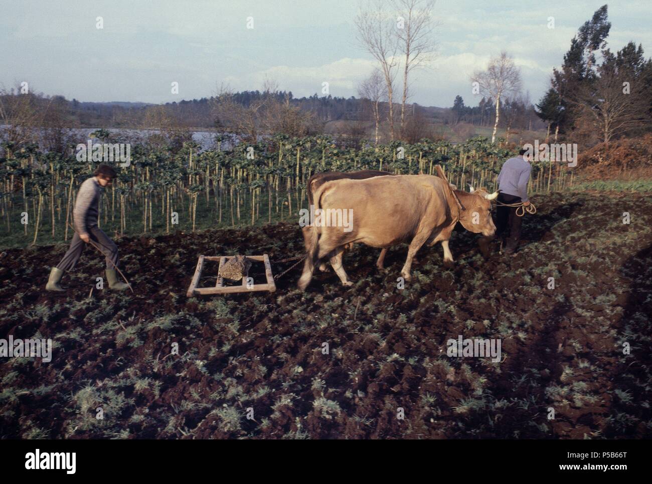 Yunta de bueyes hi-res stock photography and images - Alamy