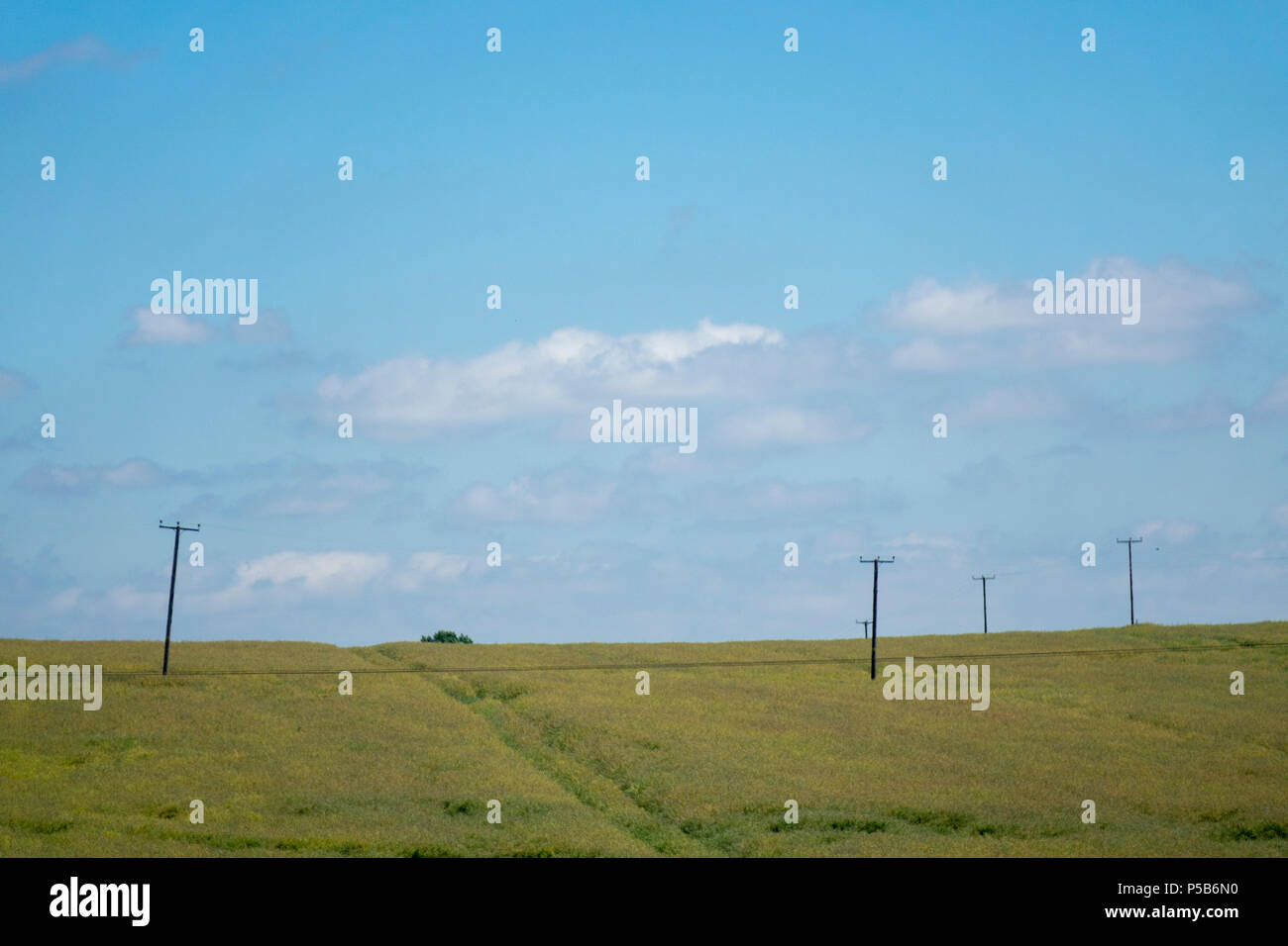 field, telegraph, poles, electricity Stock Photo - Alamy