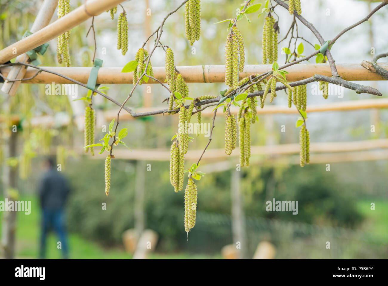 Little tree in hi-res stock photography and images - Alamy