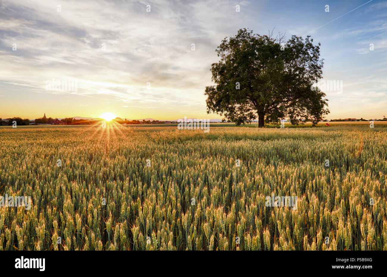 Golden sun field hi-res stock photography and images - Alamy