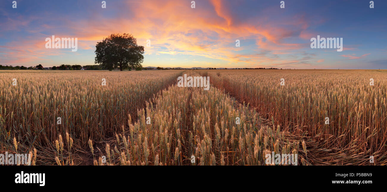 Red sunset over wheat field panorama with tree and way Stock Photo - Alamy
