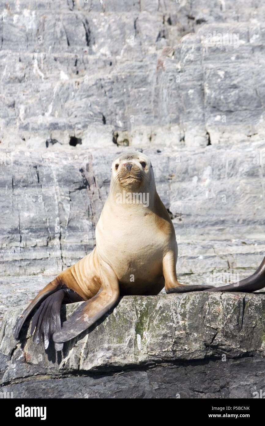 Seal, Ushuaia, Tierra del Fuego island, Argentina Stock Photo - Alamy