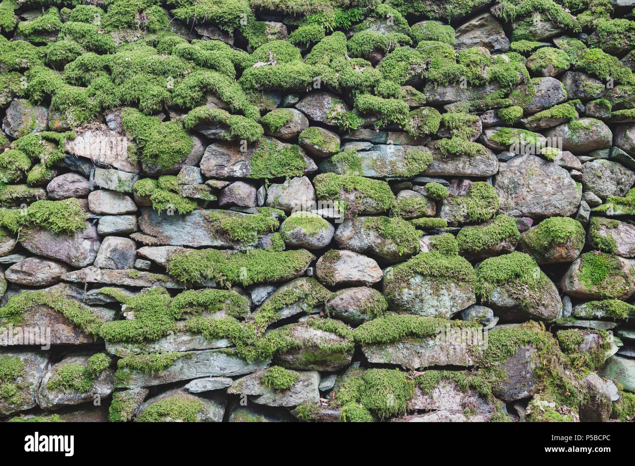 Rock moss clumps hi-res stock photography and images - Alamy