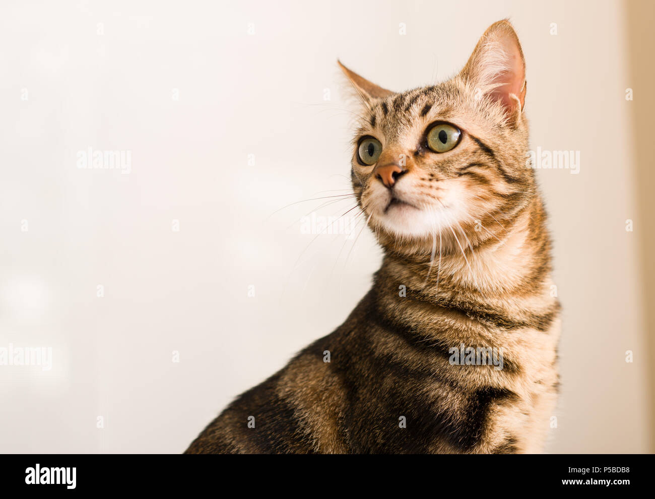 Domestic cat at home Stock Photo - Alamy