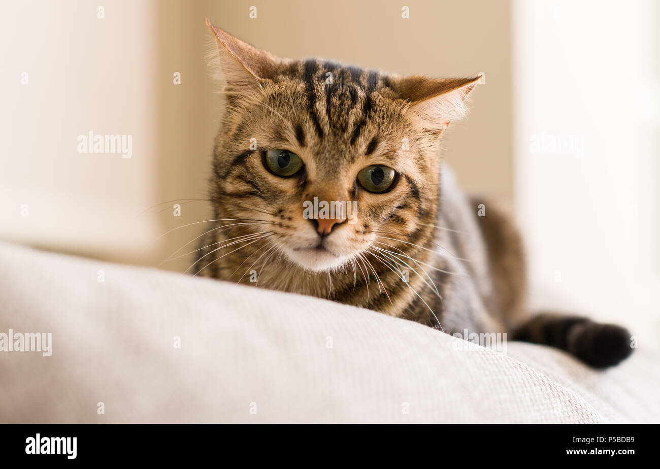 Domestic cat at home Stock Photo - Alamy