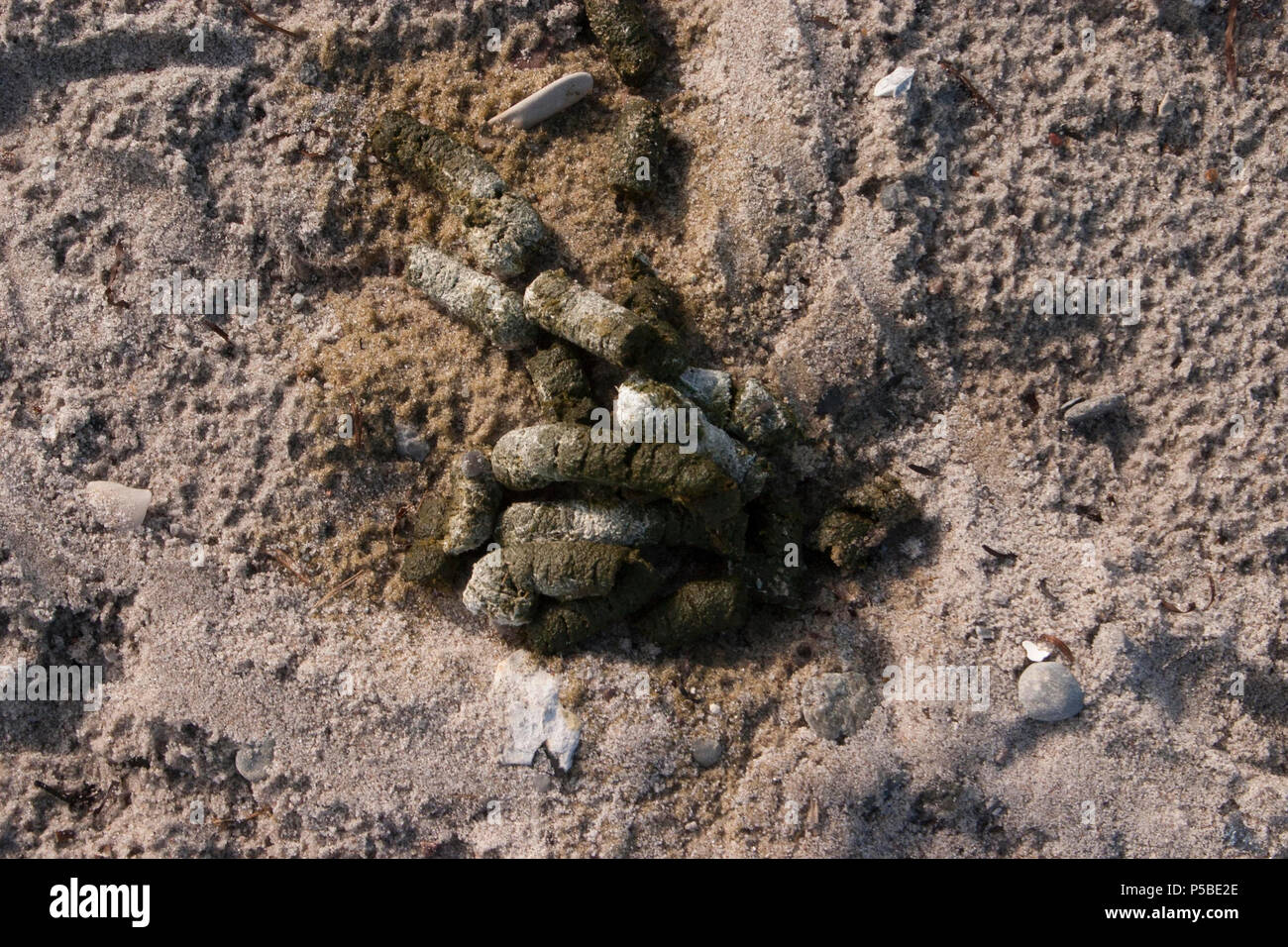wild goose: droppings Stock Photo - Alamy