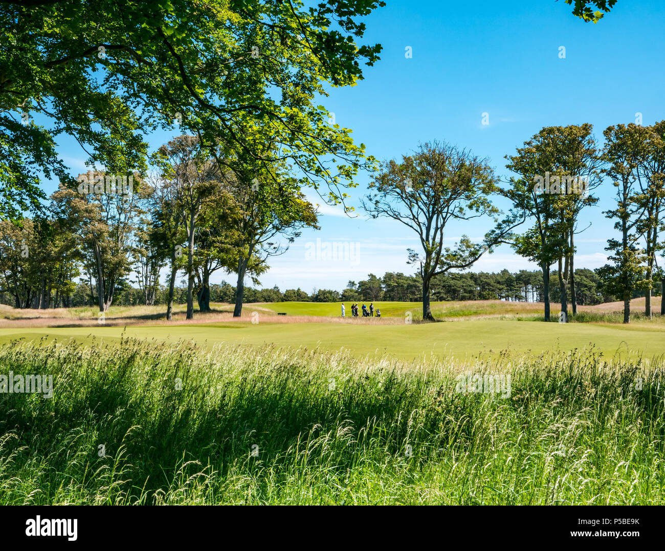 Summer day with blue sky and golfers on Archerfield golf course, East ...