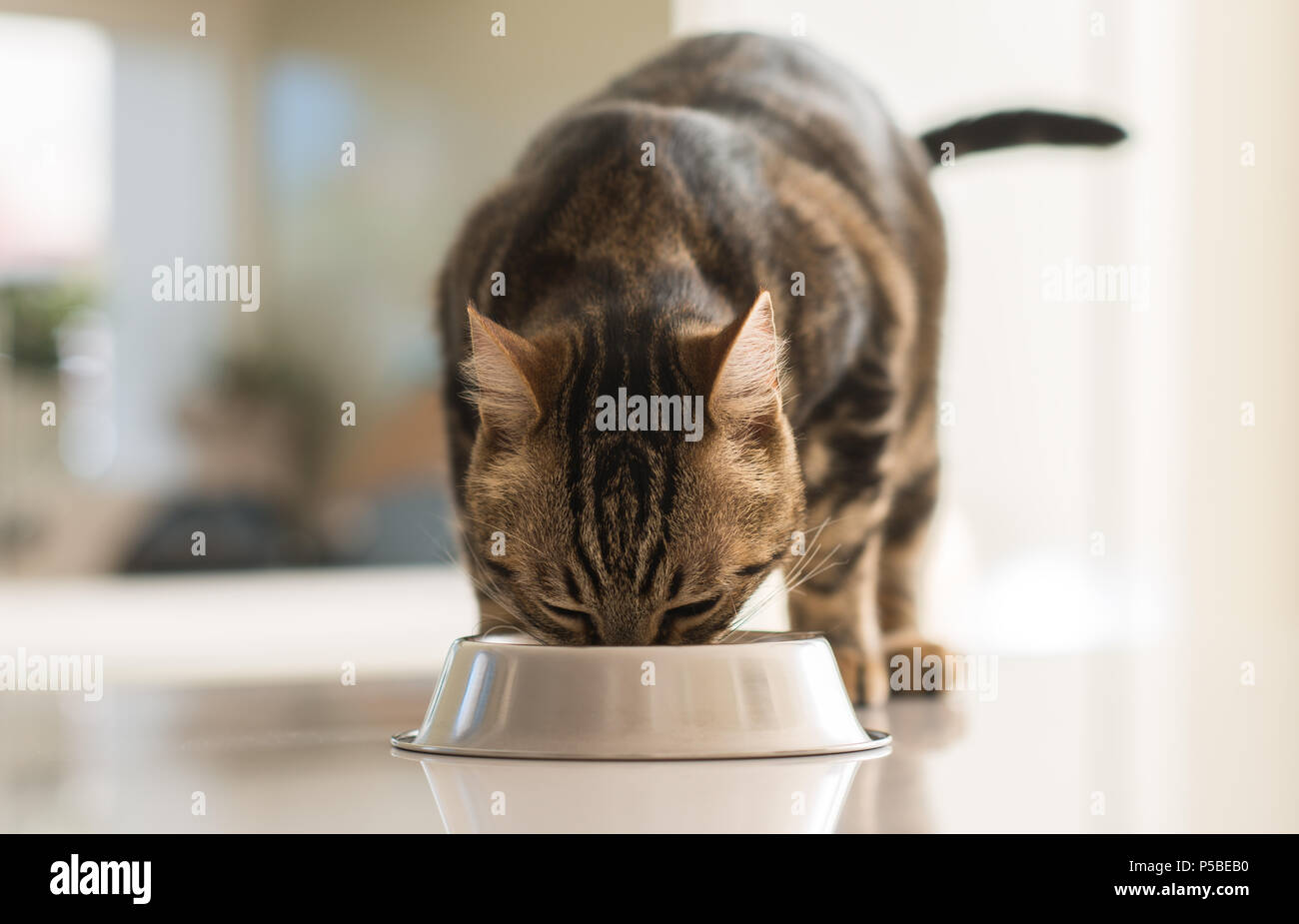 Beautiful feline cat eating on a metal bowl. Cute domestic animal Stock ...