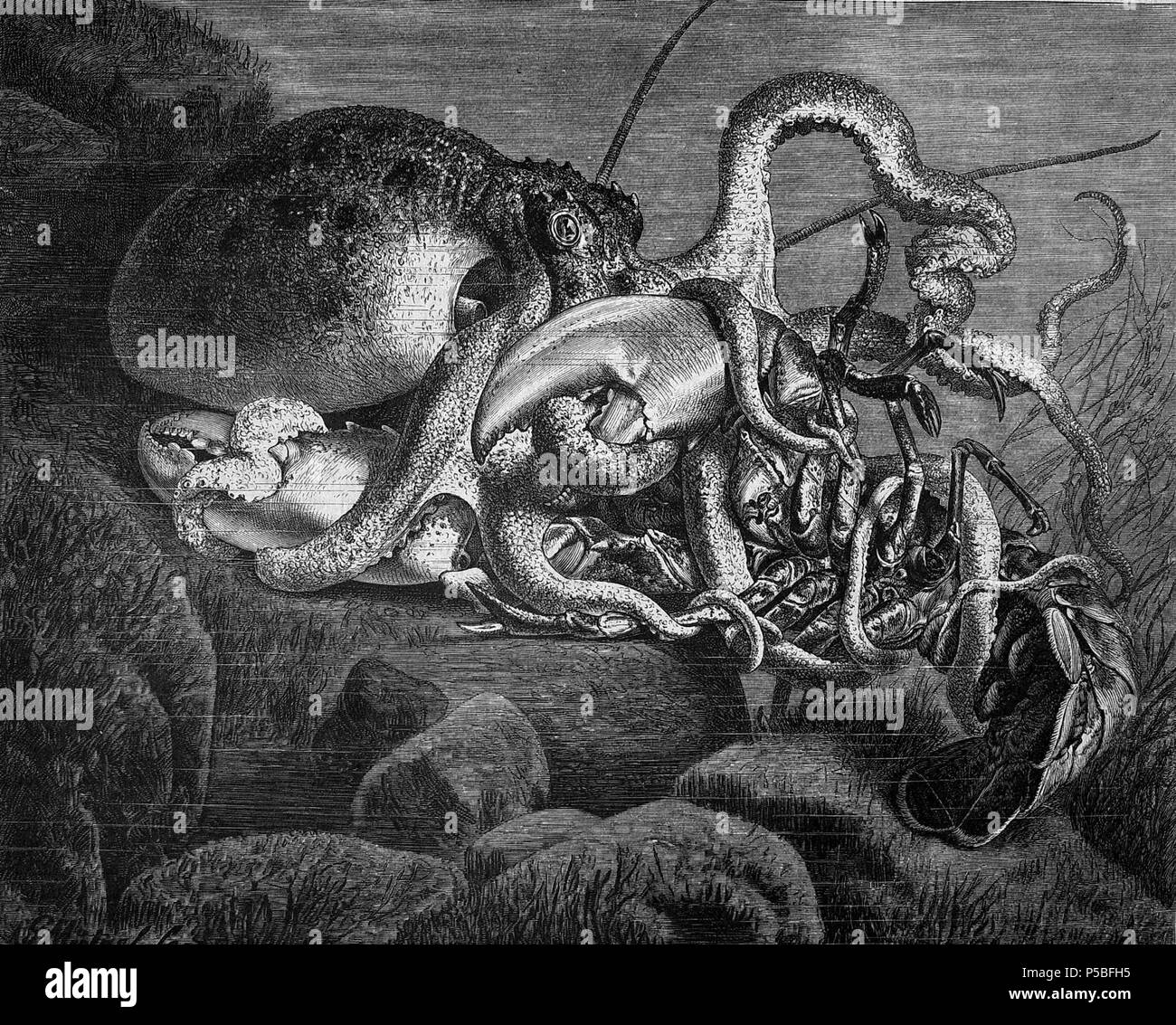 Death octopus hi-res stock photography and images - Alamy