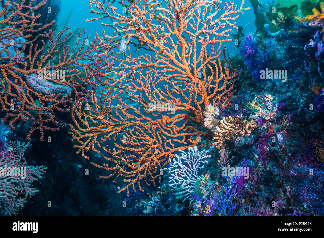 Artificial fish reef covered with a lot of colorful soft corals. Owase ...