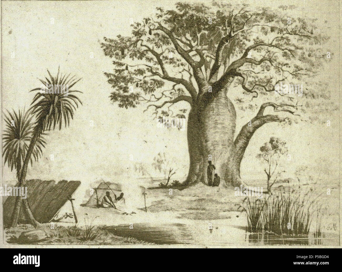 N/A. Baobab or Adansonia Gregorii, after a drawing by Baines. In the ...