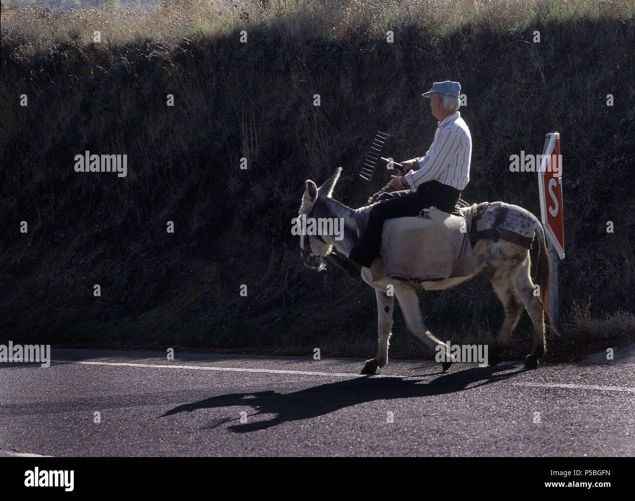 CAMPESINO EN BURRO POR LA CARRETERA. Location: EXTERIOR, MOMBELTRÁN ...