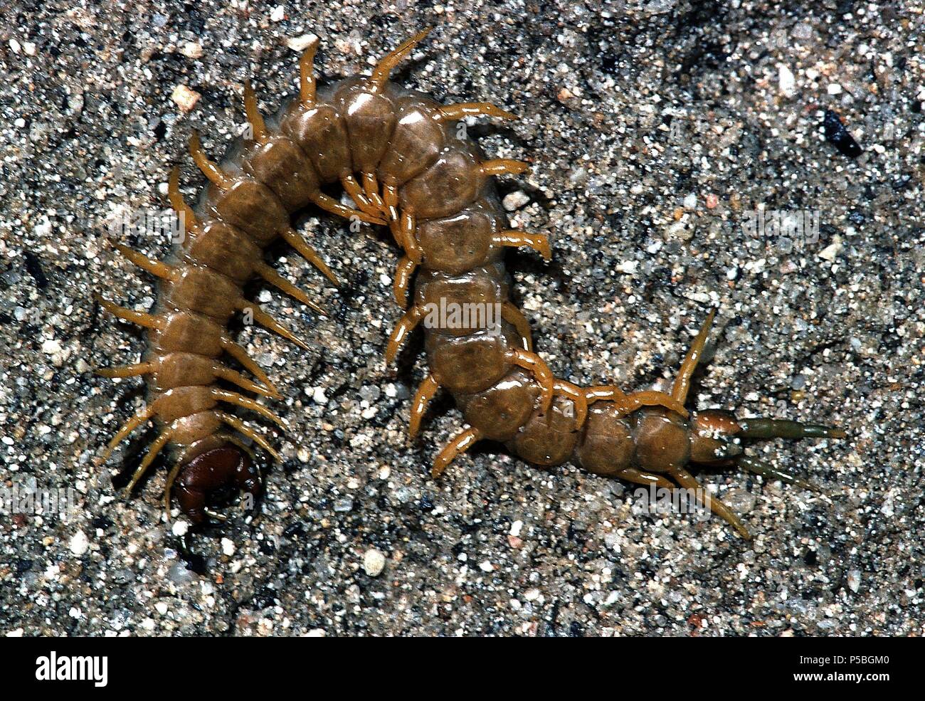 CIENPIES Stock Photo - Alamy