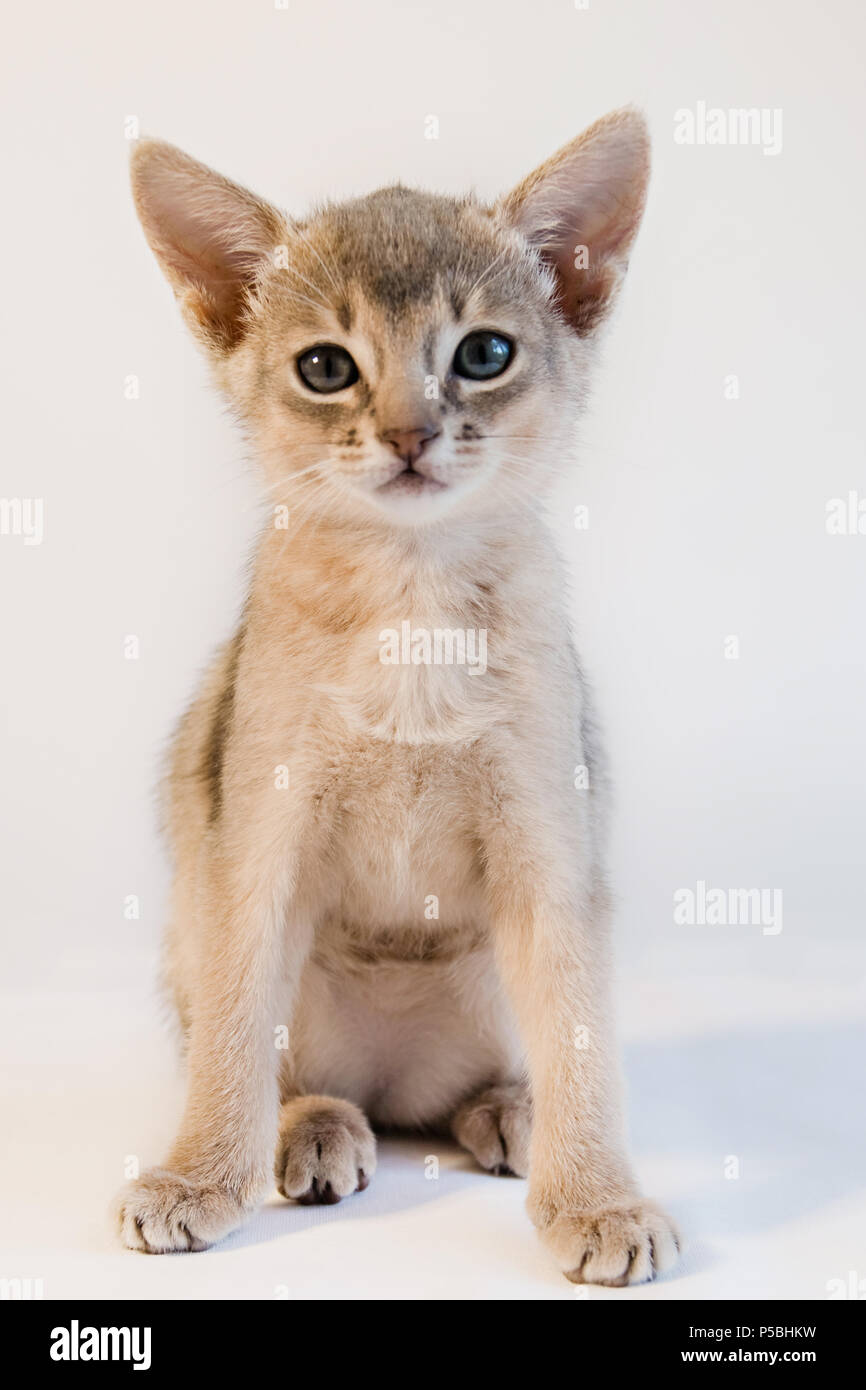 little cute Abyssinian kitten sitting isolated Stock Photo - Alamy