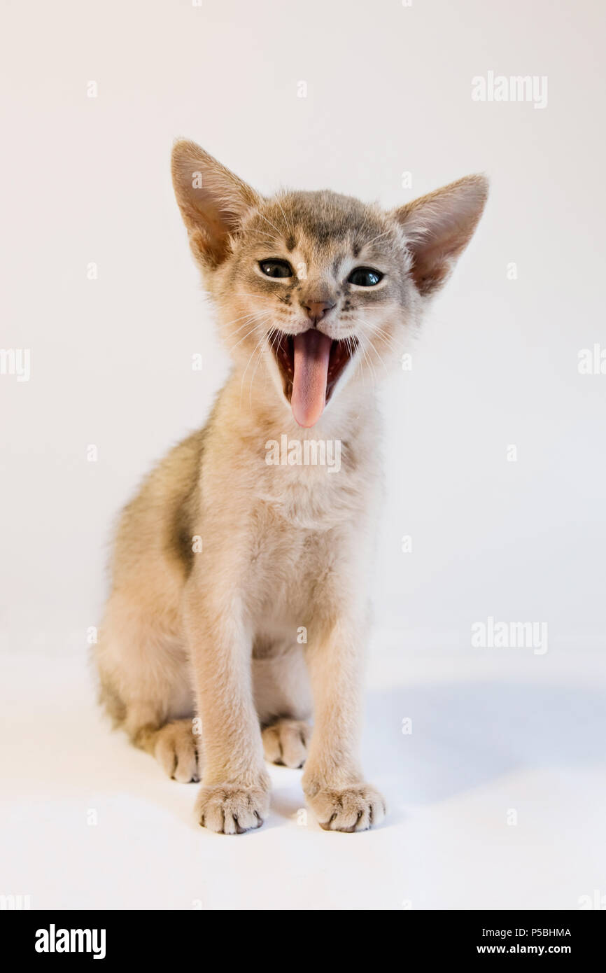 cute little Abyssinian kitten sitting with open mouth isolated Stock ...
