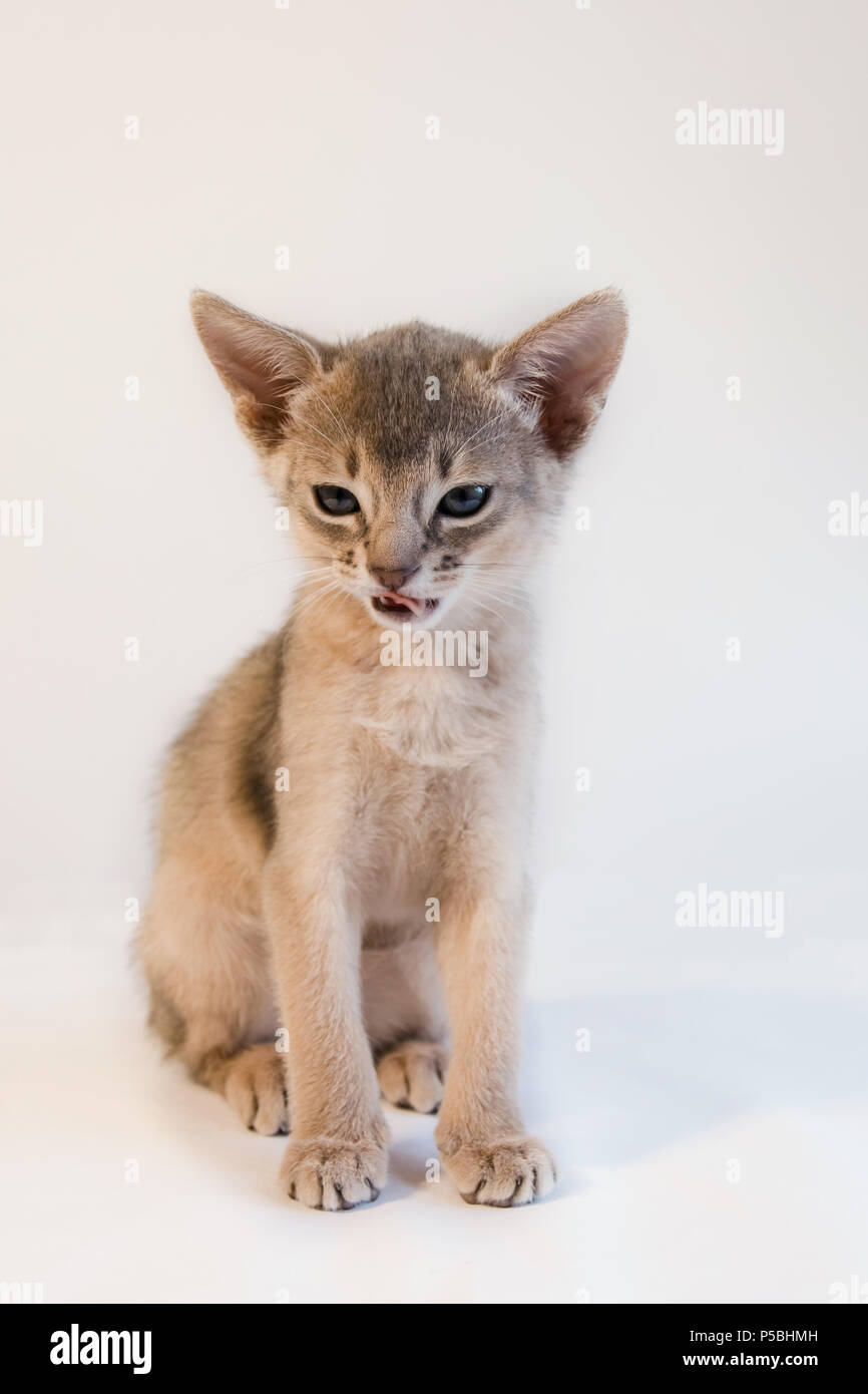 little cute Abyssinian kitten sitting isolated Stock Photo - Alamy