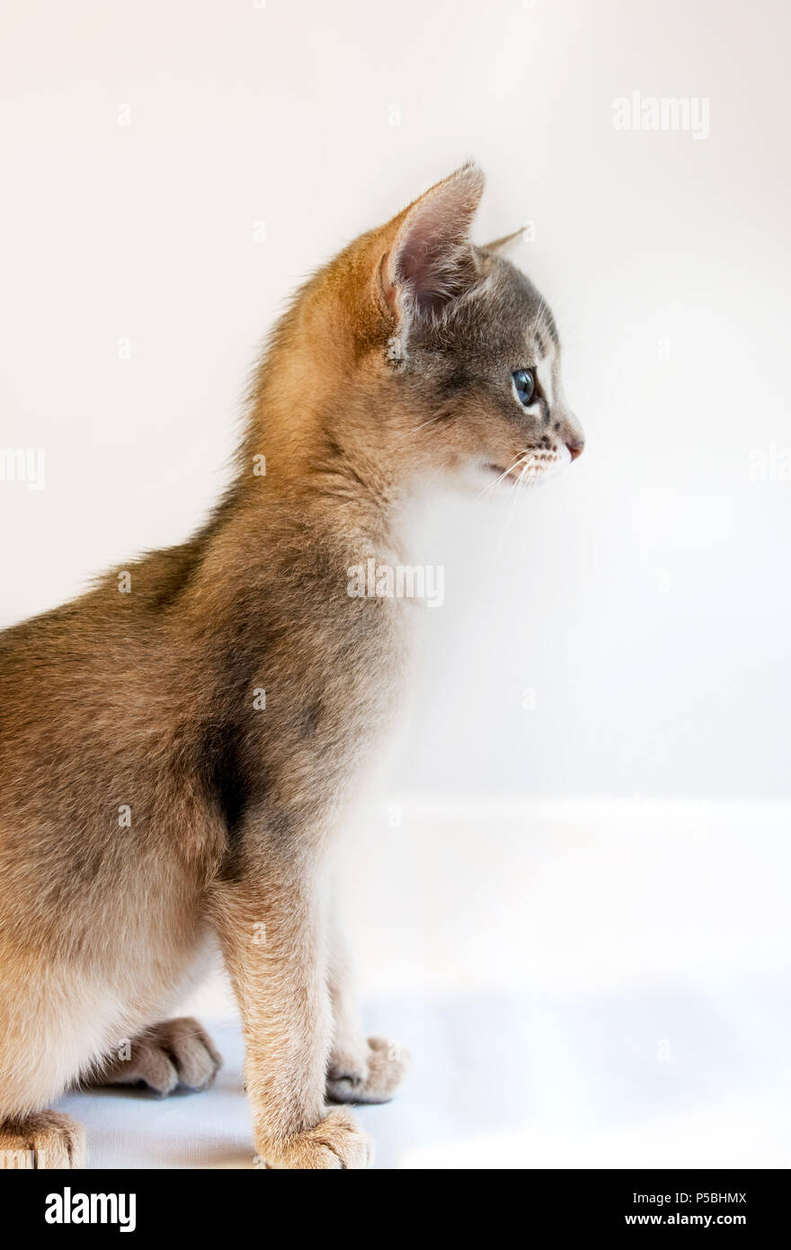 little cute Abyssinian kitten sitting isolated Stock Photo - Alamy
