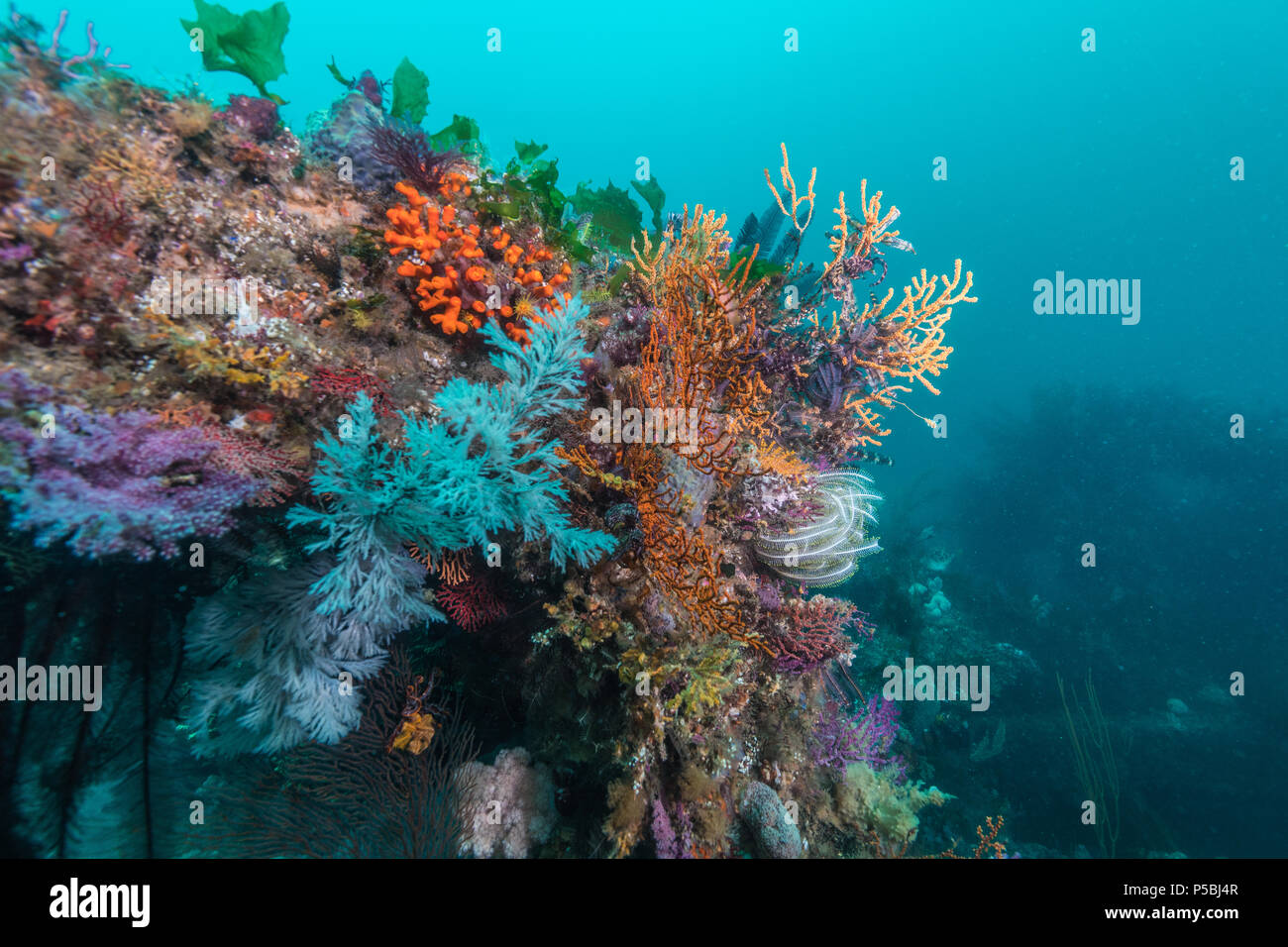 Artificial fish reef covered with a lot of colorful soft corals. Owase ...