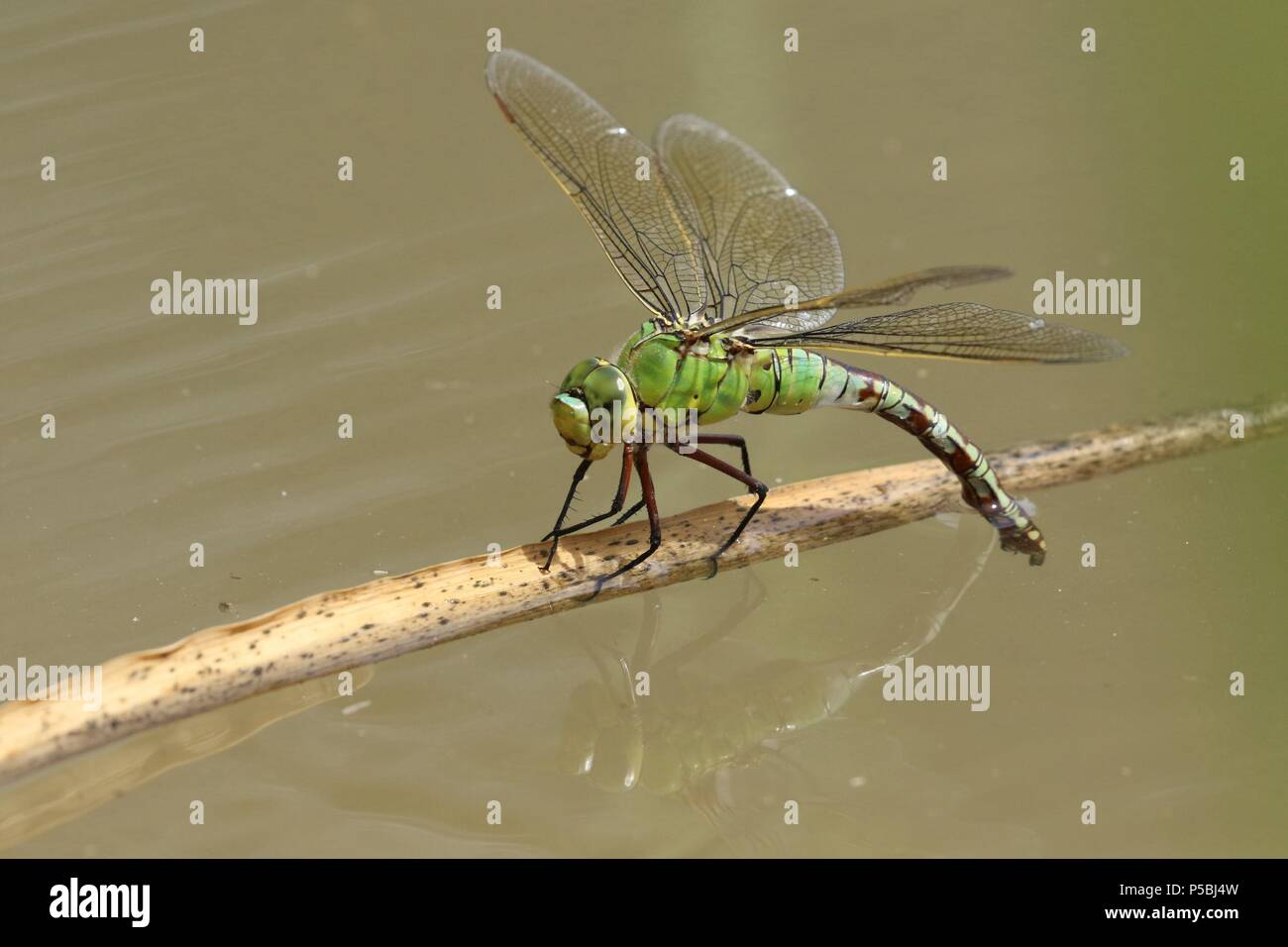 Ovipositor of hi-res stock photography and images - Alamy