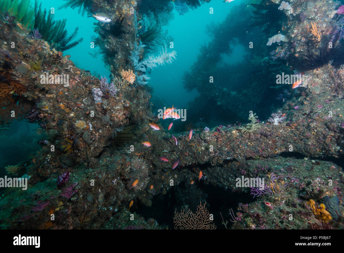 Artificial fish reef covered with a lot of colorful soft corals. Owase ...